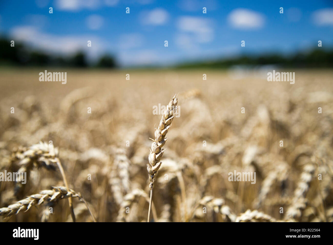 Wheatgrass field hi-res stock photography and images - Alamy