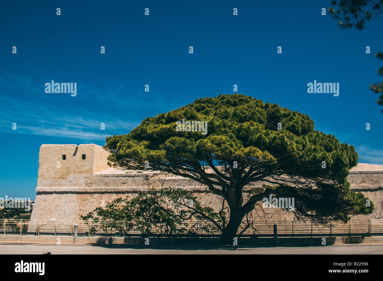 Big tree near Mdina, blue sky on background, Malta Stock Photo - Alamy