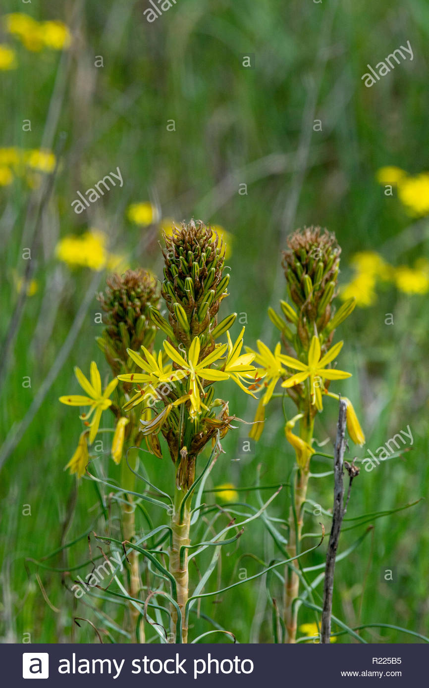 Xanthorrhoeaceae Stock Photos & Xanthorrhoeaceae Stock Images - Alamy