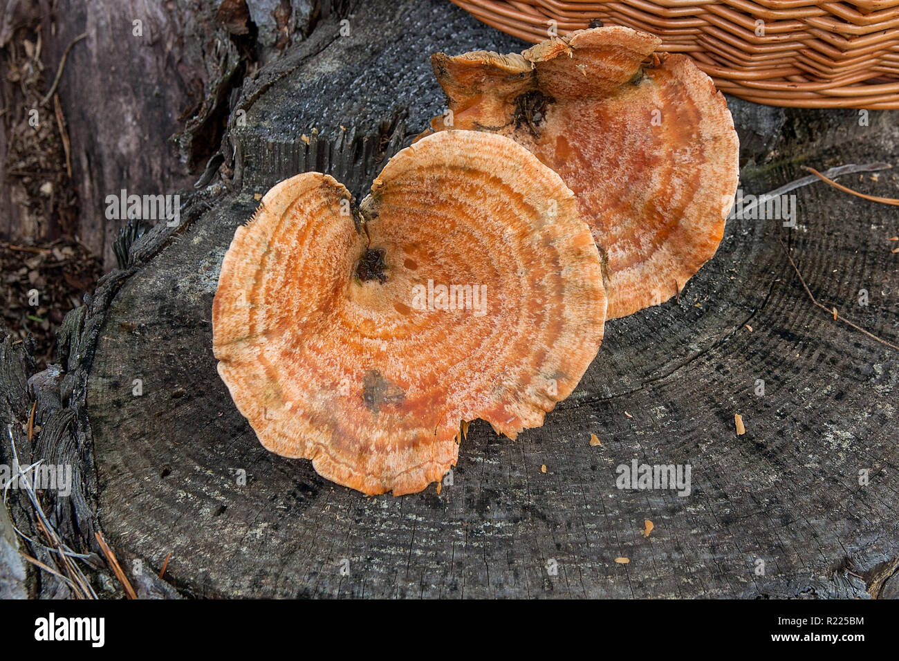 Harvested at autumn amazing edible mushrooms Saffron Milk Cap known as ...