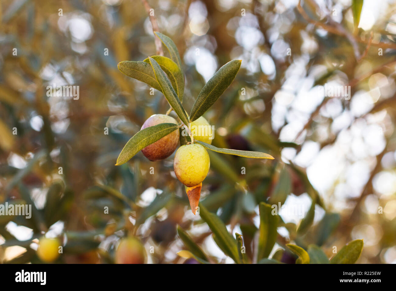Olives ripening on a tree hi-res stock photography and images - Alamy