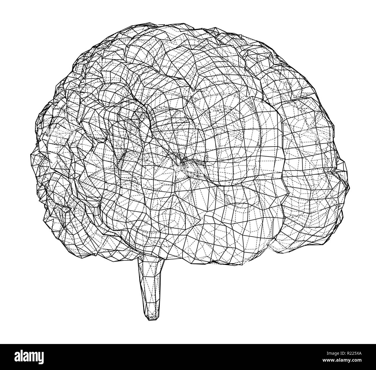 3D outline brain. Vector rendering of 3d Stock Vector Image & Art - Alamy