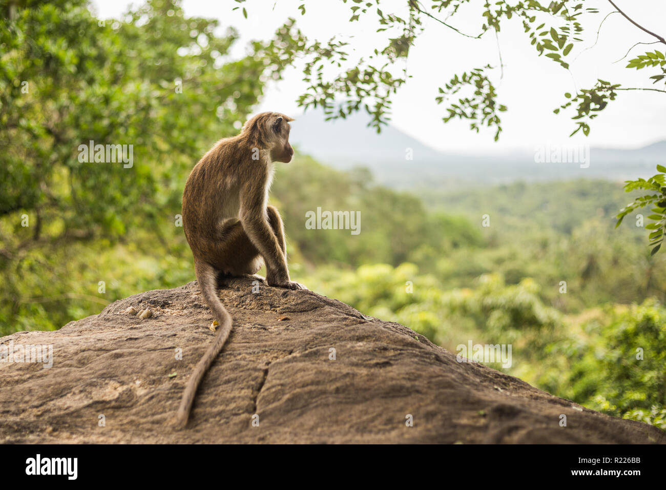 High noise in the forest hi-res stock photography and images - Alamy