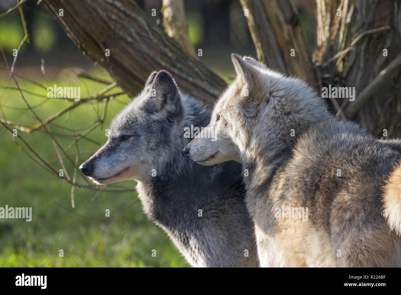 Wolf (Canis lupus), also known as the gray wolf, timber wolf, western ...