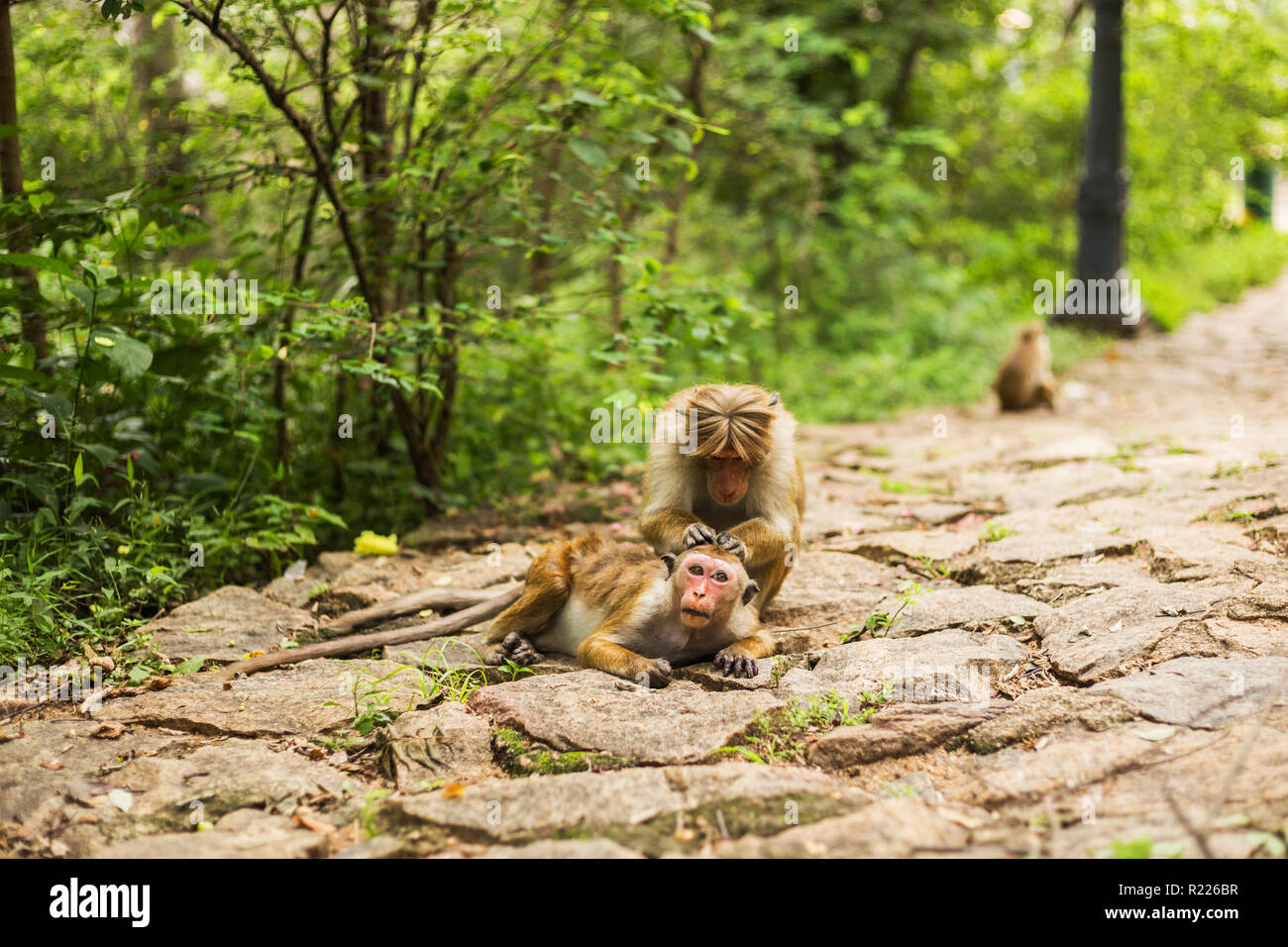 High noise in the forest hi-res stock photography and images - Alamy