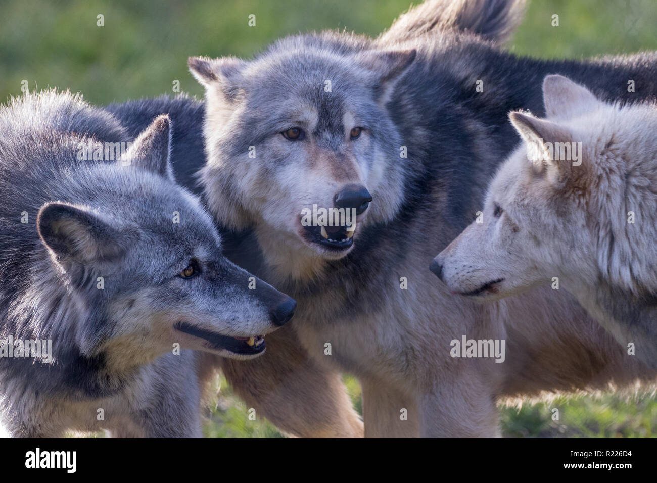 Wolf (Canis lupus), also known as the gray wolf, timber wolf, western ...