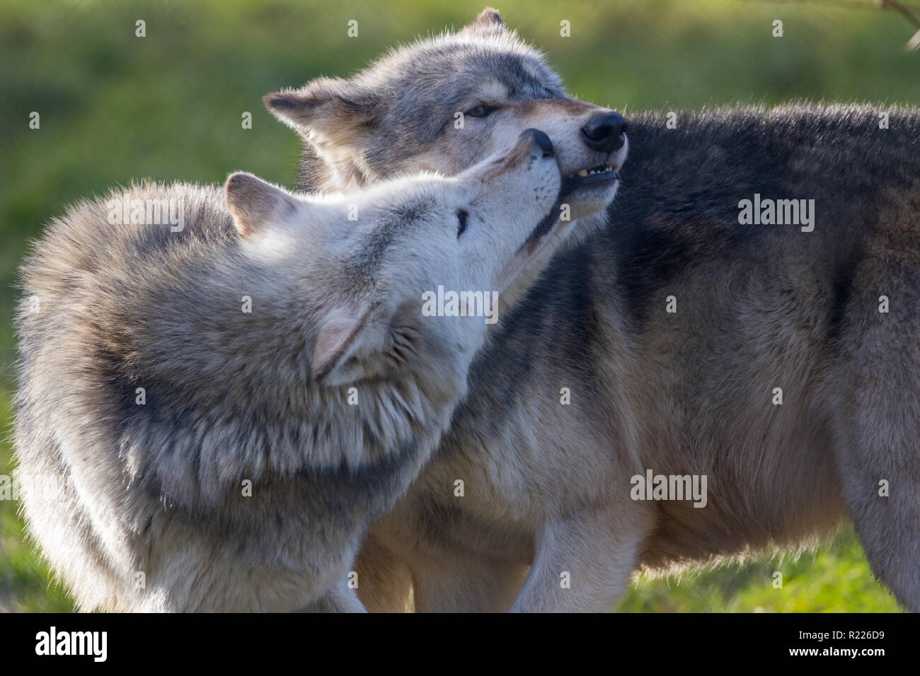 Wolf (Canis lupus), also known as the gray wolf, timber wolf, western ...
