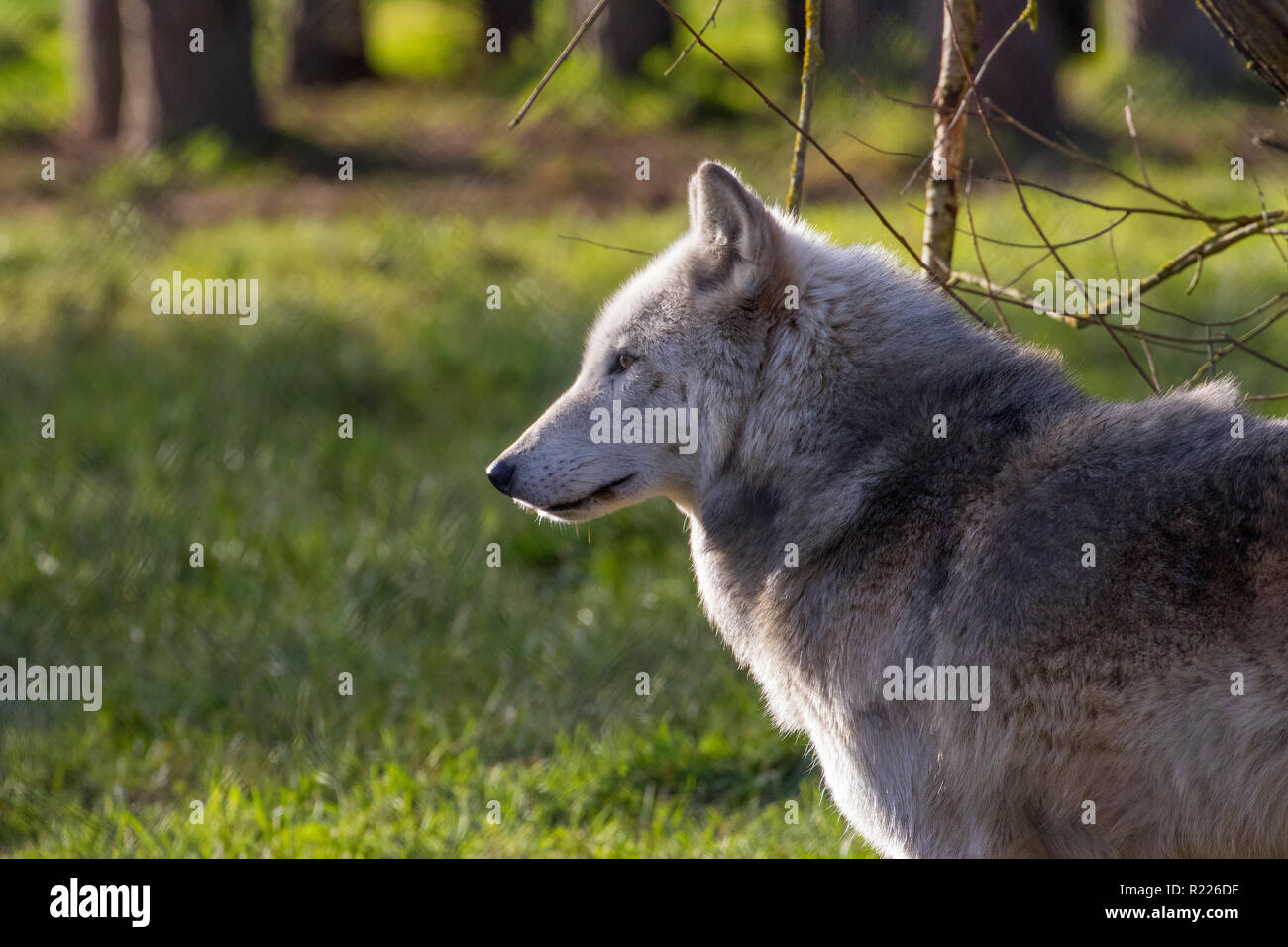 Wolf (Canis lupus), also known as the gray wolf, timber wolf, western ...