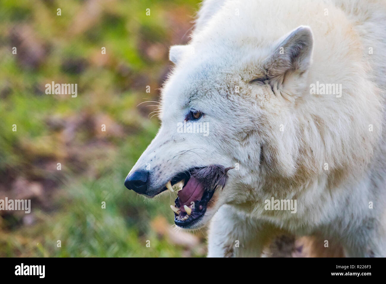 Arctic wolf (Canis lupus arctos), also known as the white wolf or polar ...