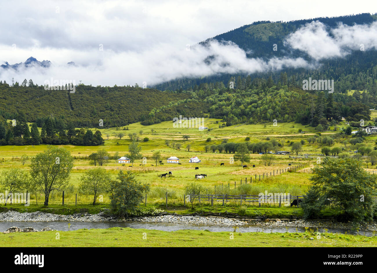 Nyingchi, Nyingchi, China. 15th Nov, 2018. Nyingchi, CHINA-Nyingchi ...