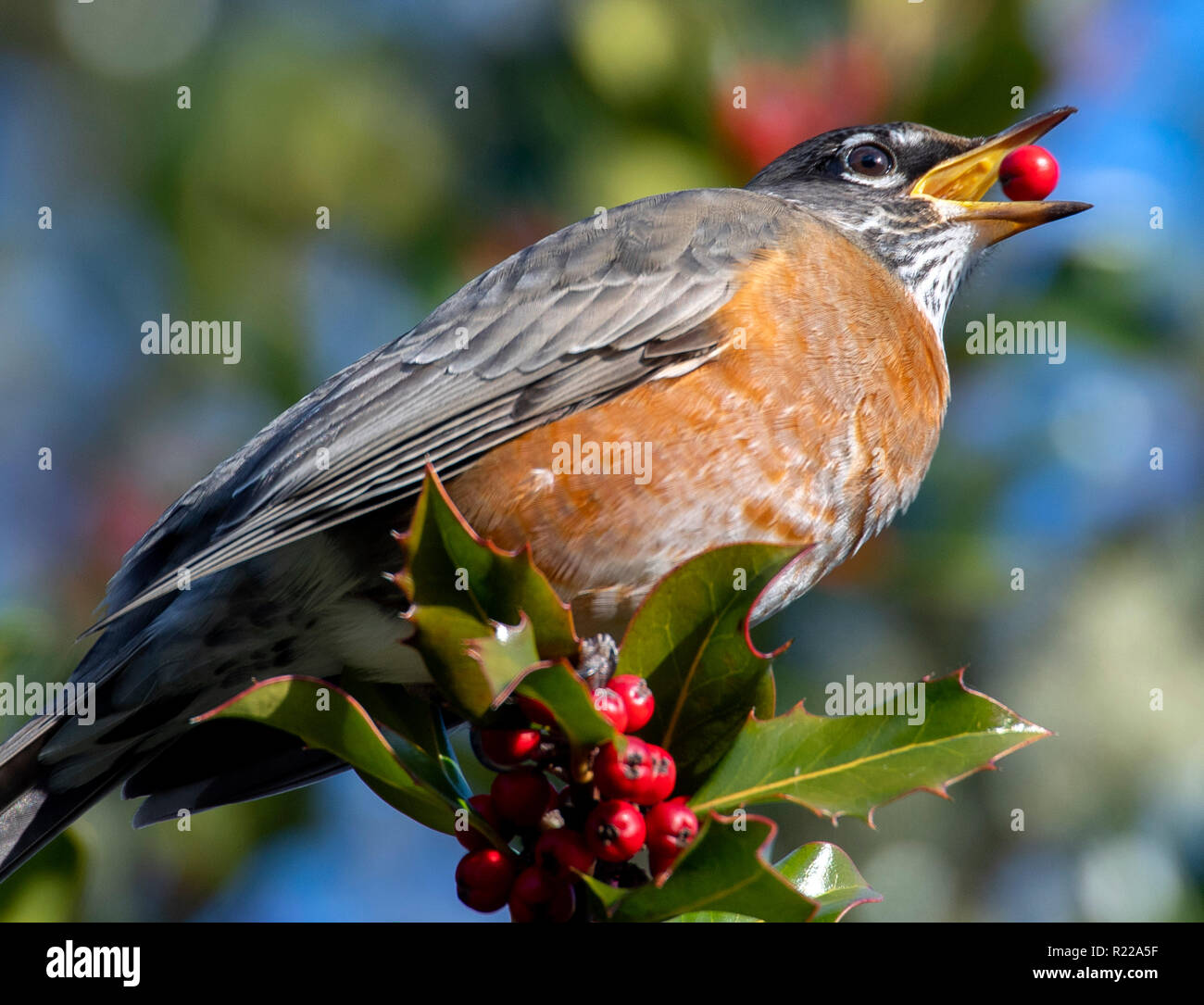 Robin on holly hi-res stock photography and images - Alamy