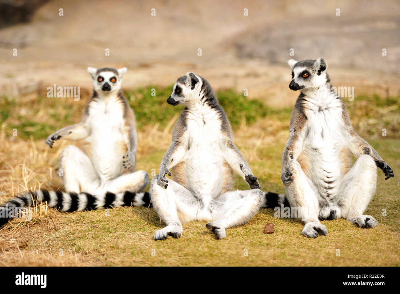 Qingdao forest wildlife hi-res stock photography and images - Alamy