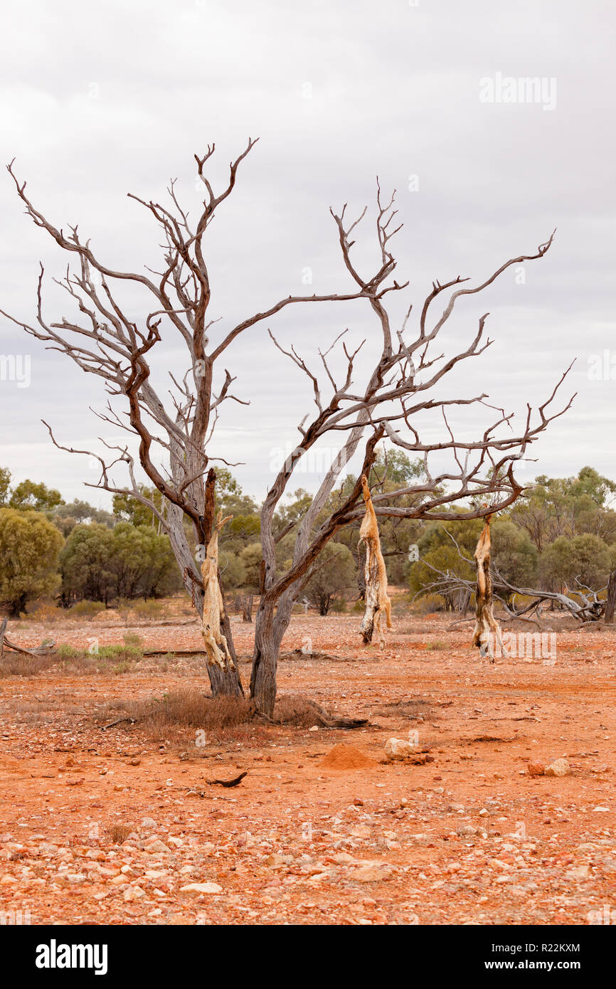 Dead dogs hi-res stock photography and images - Alamy