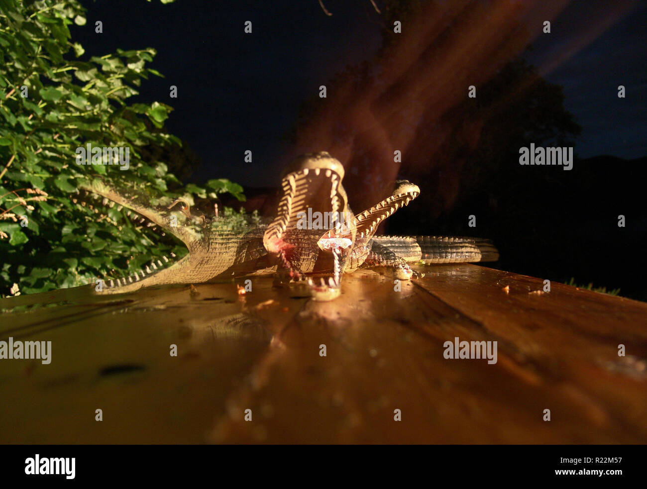 Crocodile story hi-res stock photography and images - Alamy
