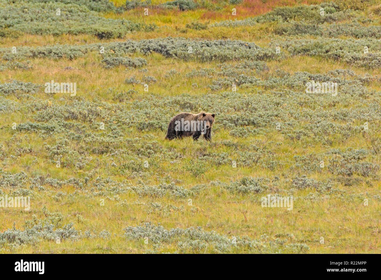 Tundra biome hi-res stock photography and images - Alamy