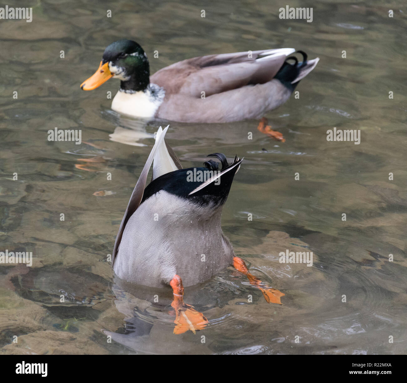 Ducks in the water Stock Photo - Alamy