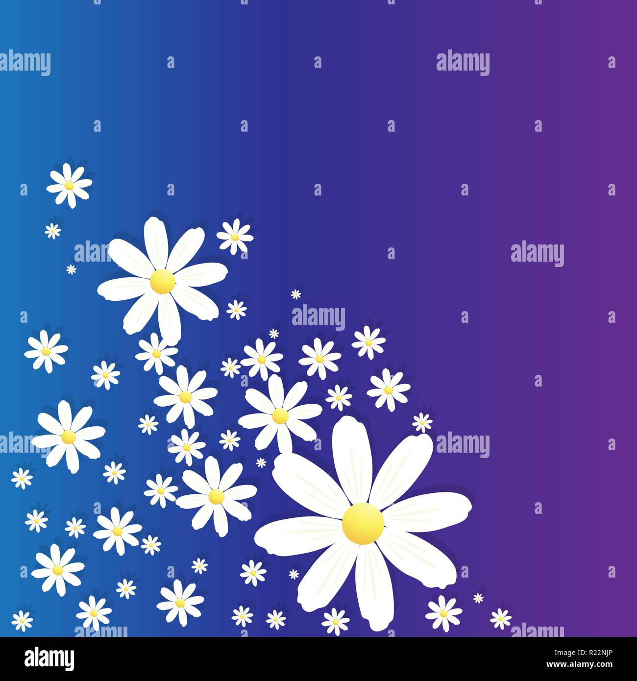 Matricaria vector vectors hi-res stock photography and images - Alamy