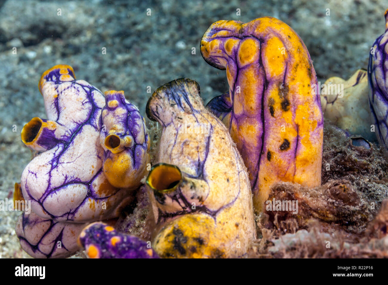 Polycarpa aurata, also known as the ox heart ascidian, the gold-mouth ...