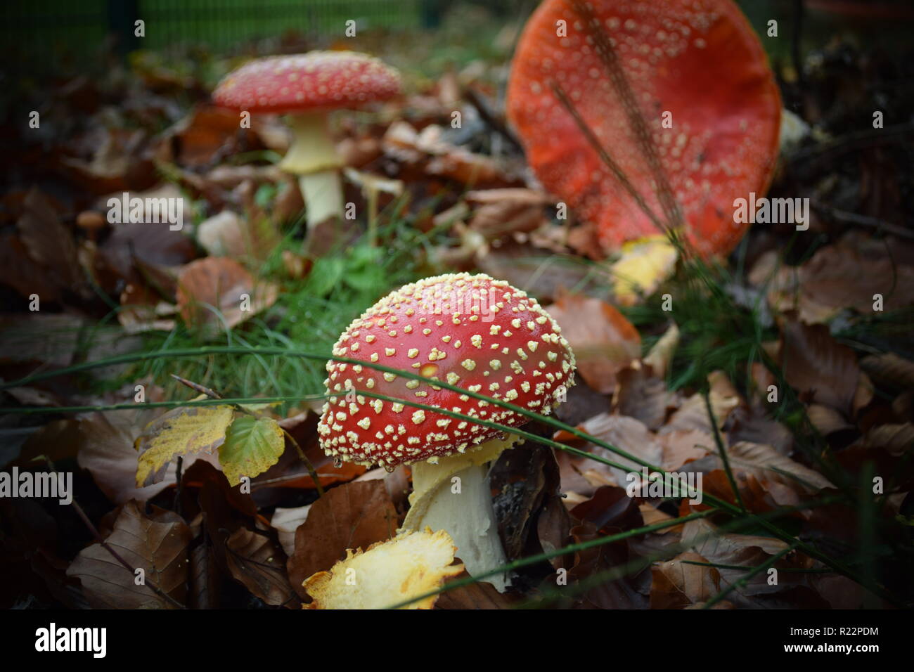 Fly agaric - amanita muscaria mushroom, with its distinctive red cap ...