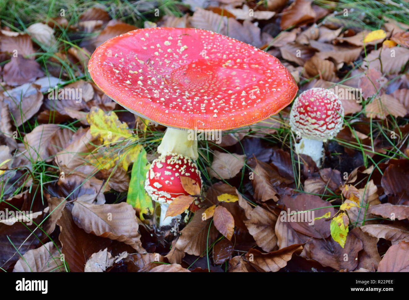 Fly agaric - amanita muscaria mushroom, with its distinctive red cap ...