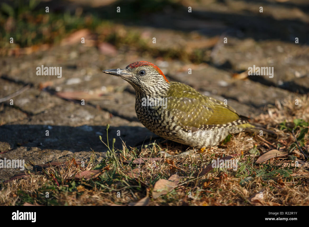 An European green woodpecker on the ground Stock Photo - Alamy