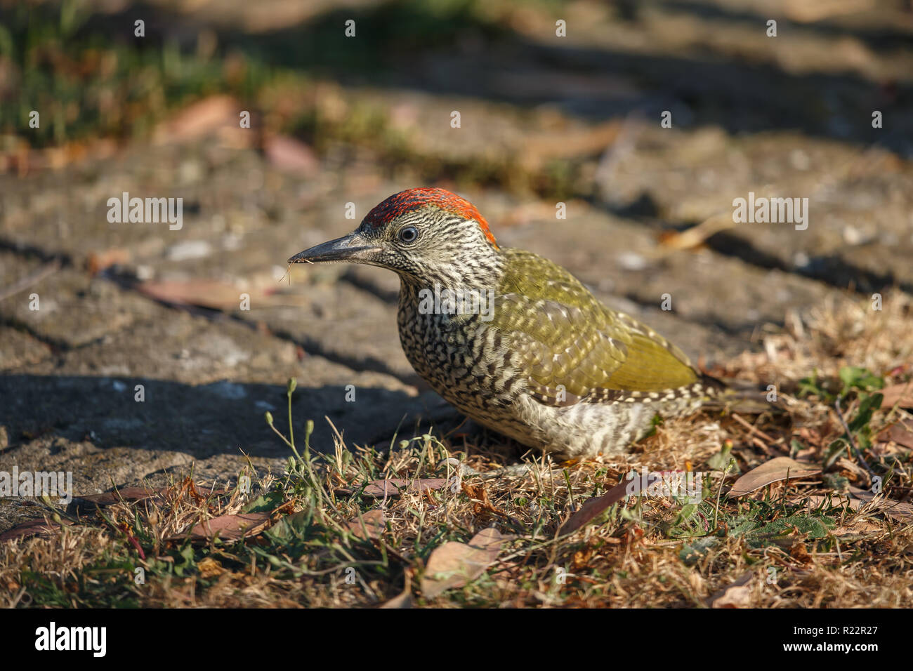 Male European Green Woodpecker High Resolution Stock Photography and ...