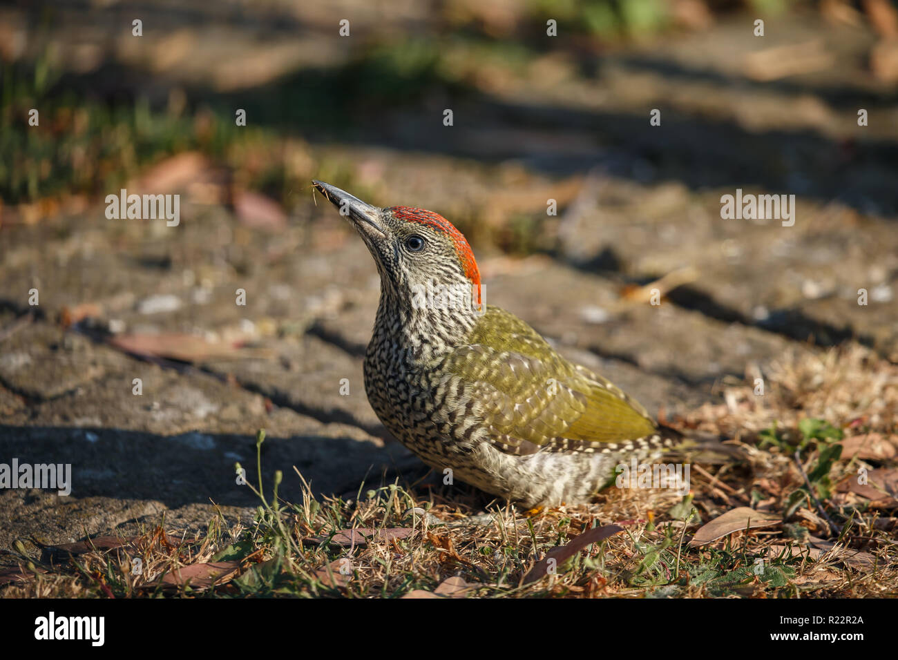 An European green woodpecker on the ground Stock Photo - Alamy