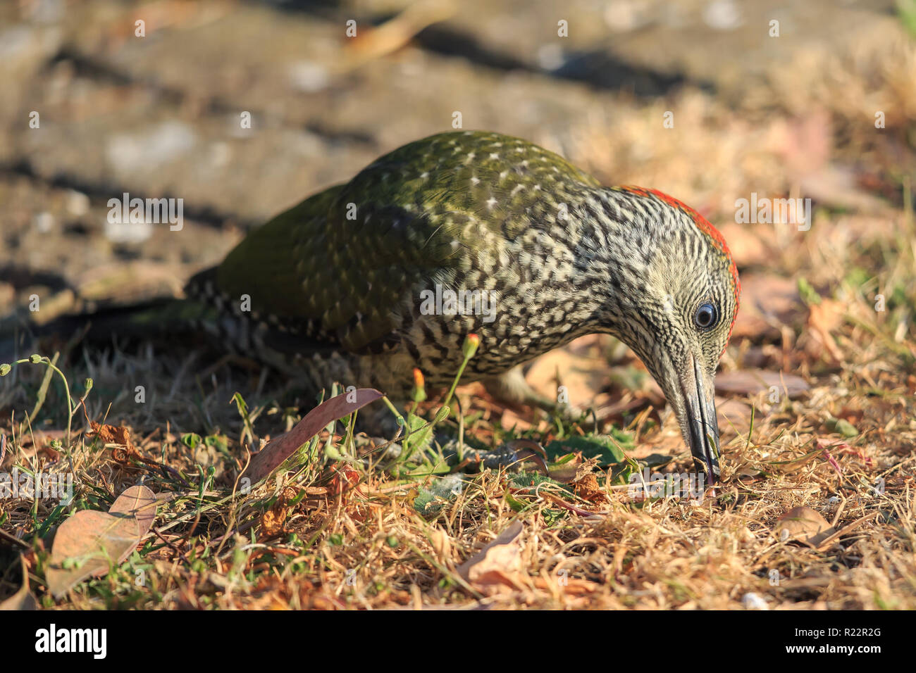 An European green woodpecker on the ground Stock Photo - Alamy
