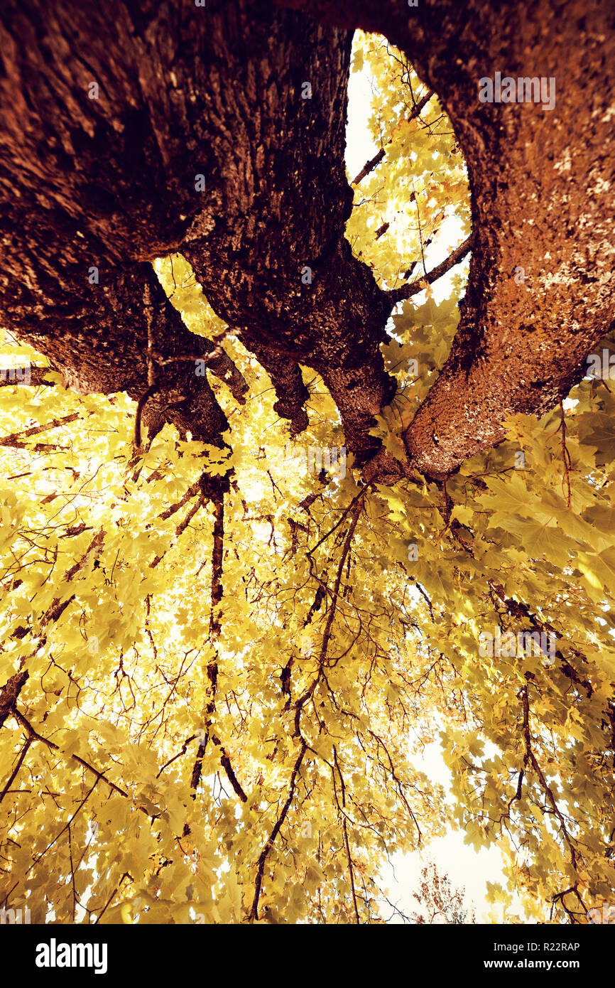 Lush green tree hi-res stock photography and images - Alamy