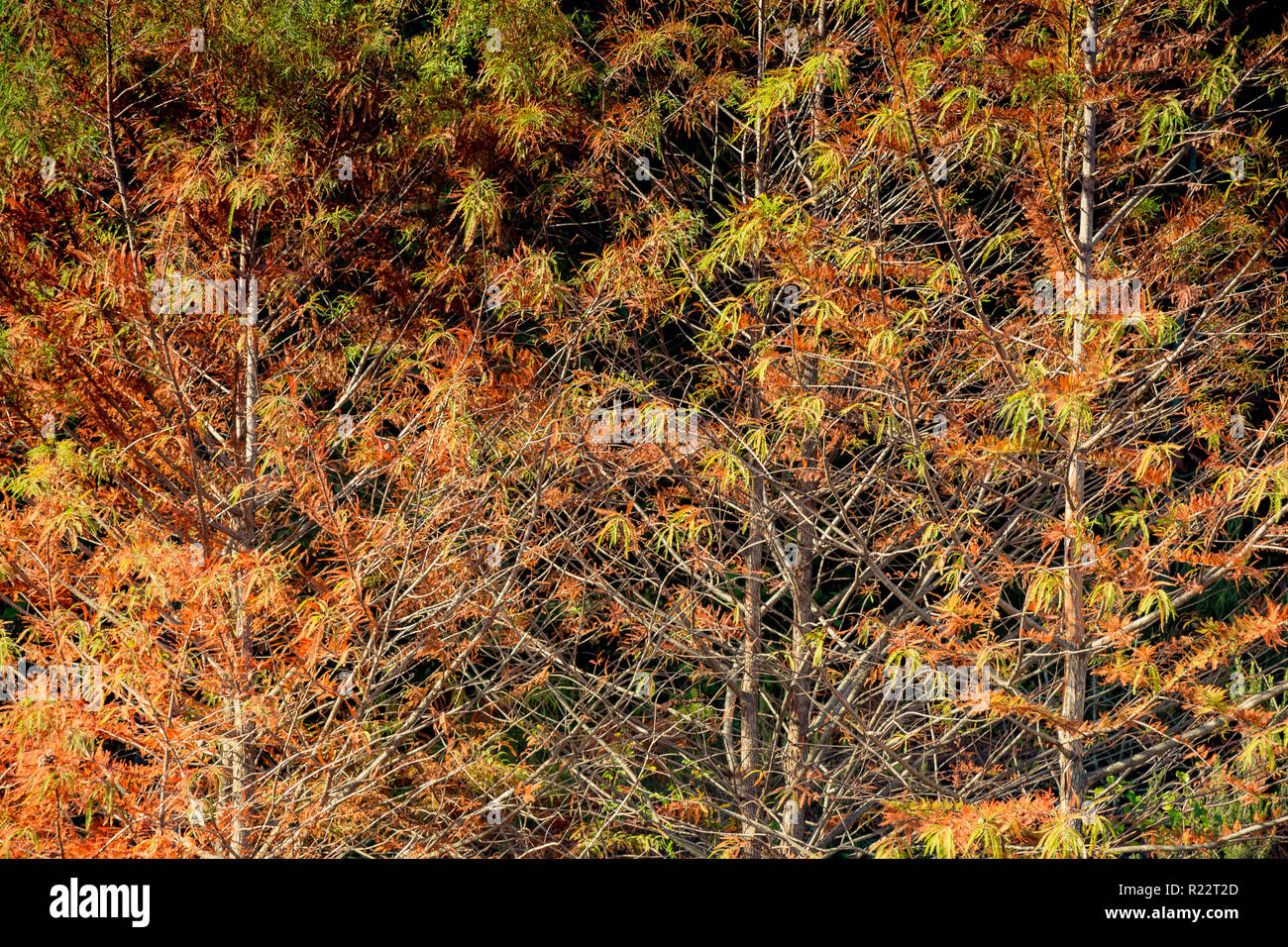 Autumn tree leaves texture background. leaf background texture Stock ...
