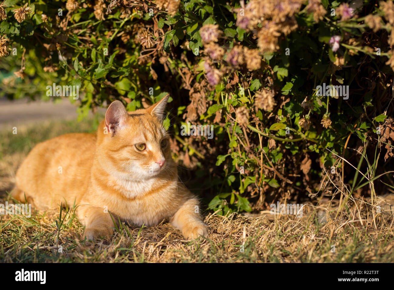 Young orange cat hi-res stock photography and images - Alamy