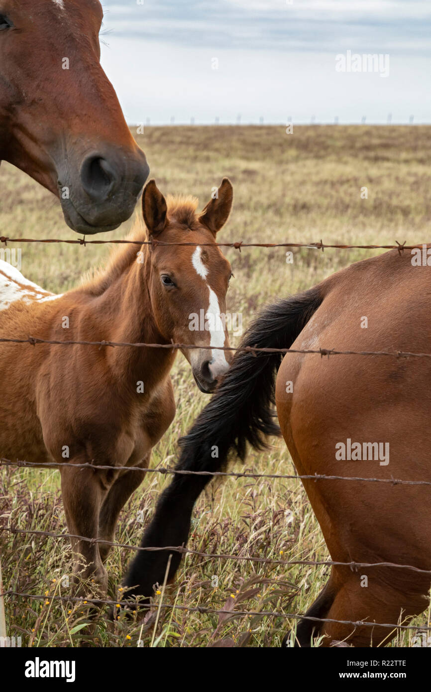 Ka Lae, Hawaii - Horses near South Point, the southernmost point in the ...