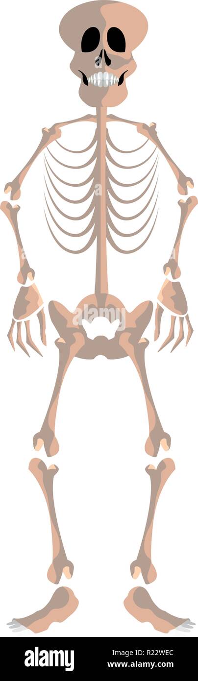 skeleton human on white background vector illustration Stock Vector ...