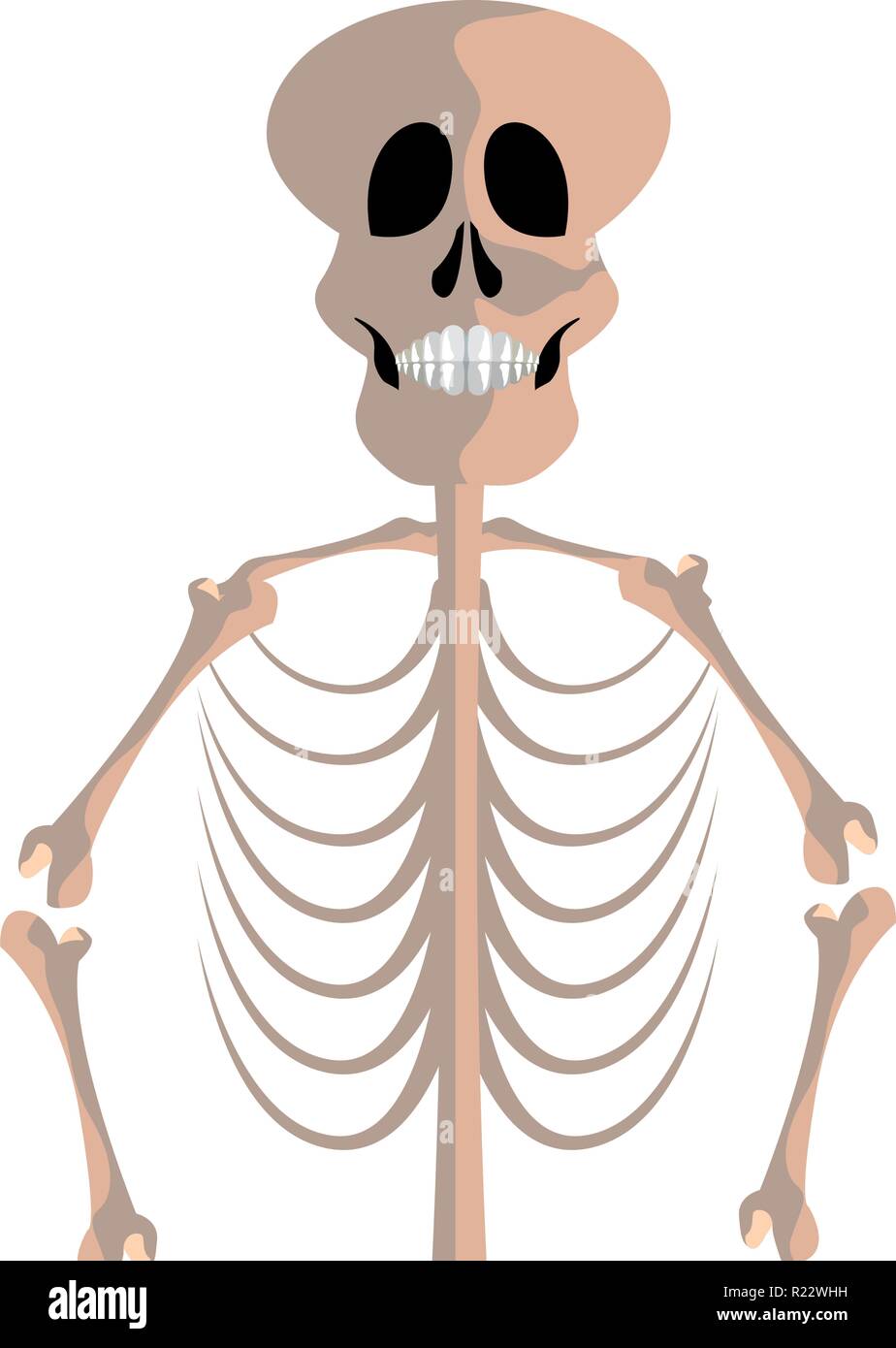skeleton human on white background vector illustration Stock Vector ...