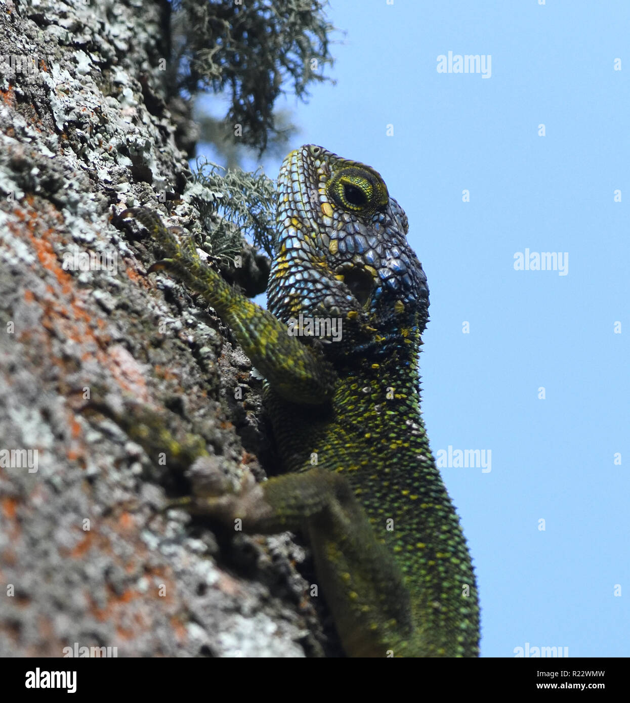 A male blue headed tree agama (Acanthocercus atricollis) also known as ...