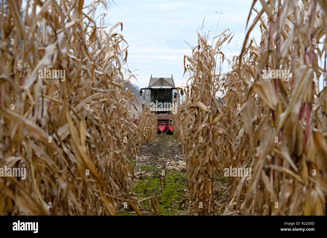 Harvesting field corn hi-res stock photography and images - Alamy
