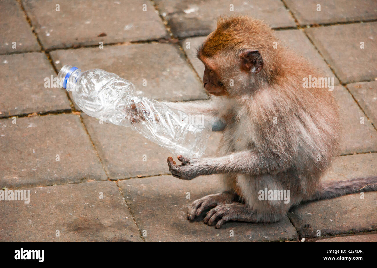 Plastic monkey hi-res stock photography and images - Alamy