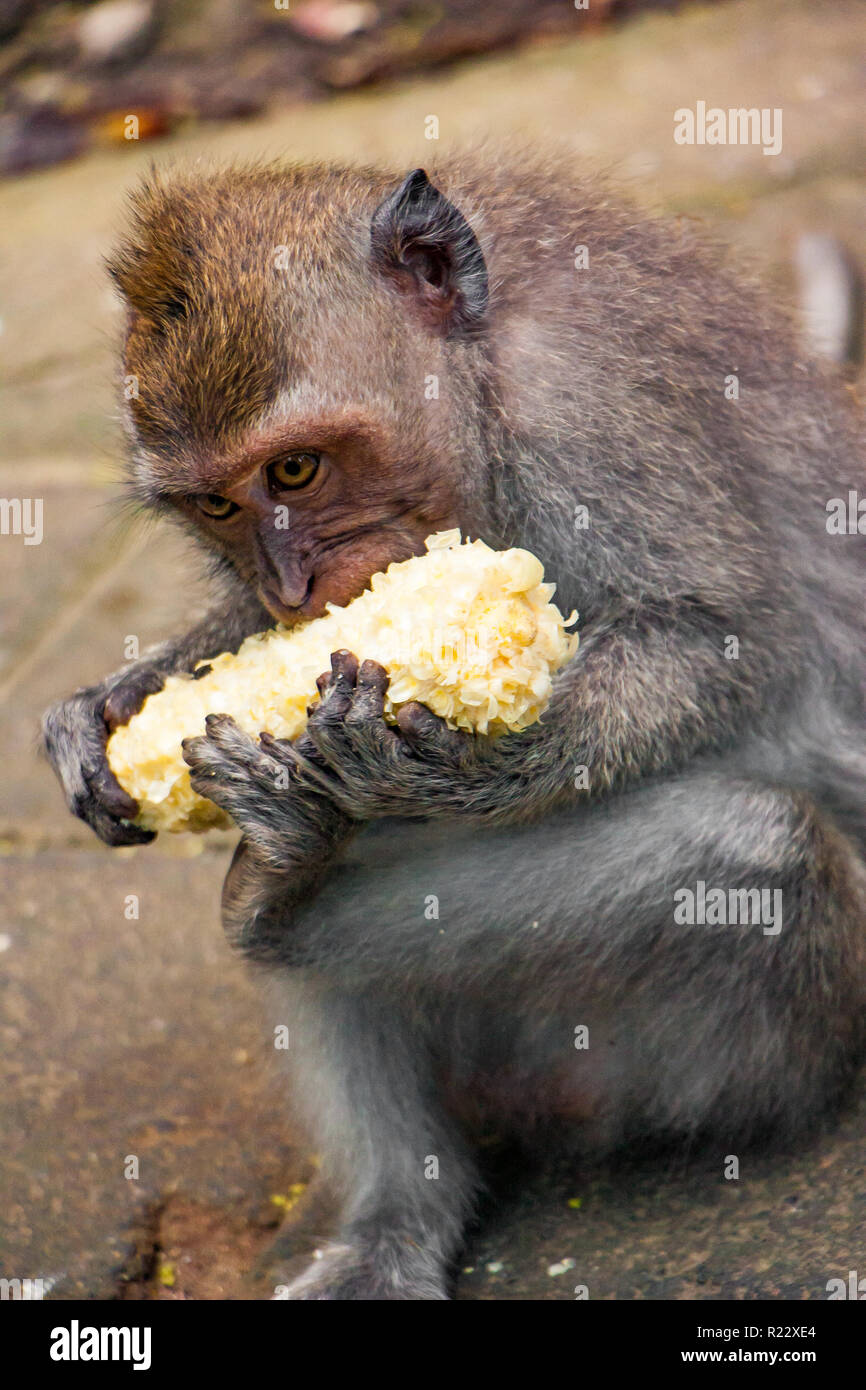 Monkey eating corn on the cob with both hands and one food. His face is ...