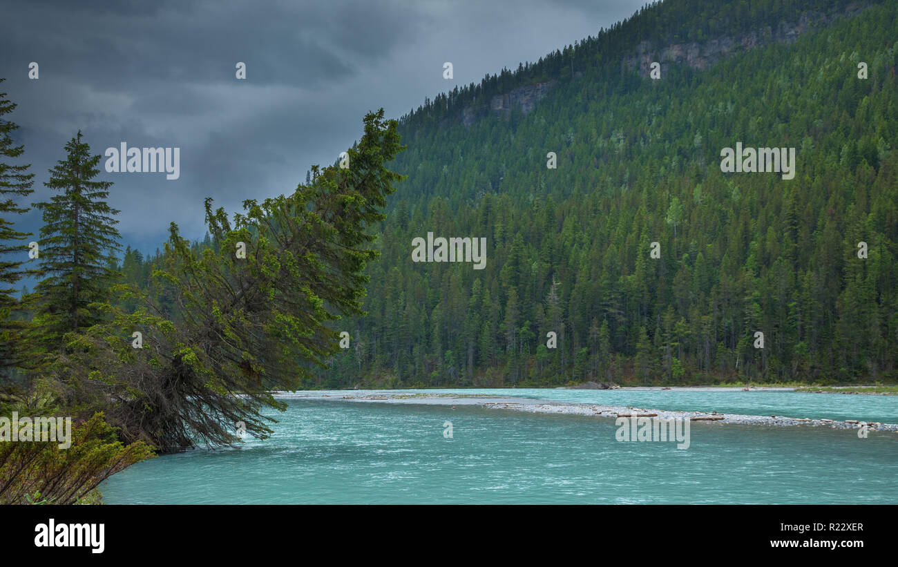 Interior forests hi-res stock photography and images - Alamy