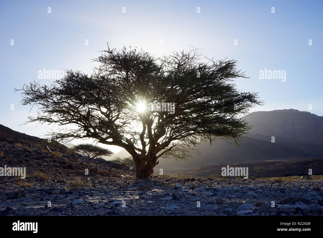 Acacia tree in wadi in hi-res stock photography and images - Alamy