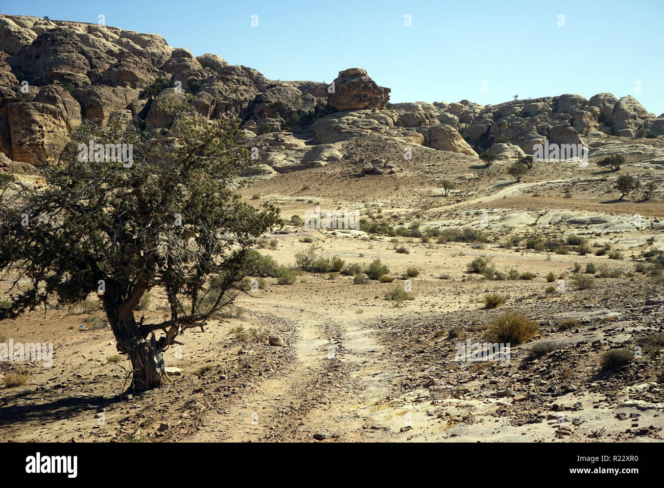 Jordan trail near acacia tree in Jordan Stock Photo - Alamy