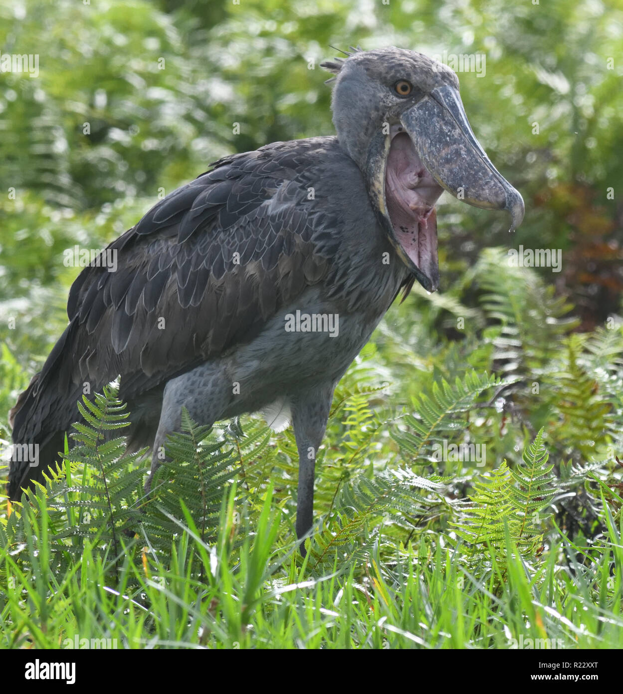 A Shoebill (Balaeniceps rex) resting among vegetation in Mabamba Swamp ...