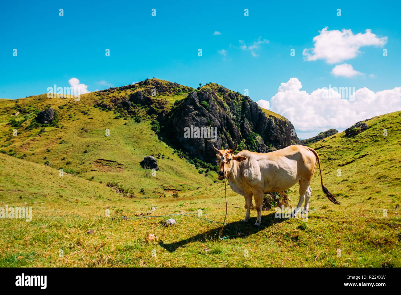 Up close with a cow in Basco, Batanes of the Philippines Stock Photo ...