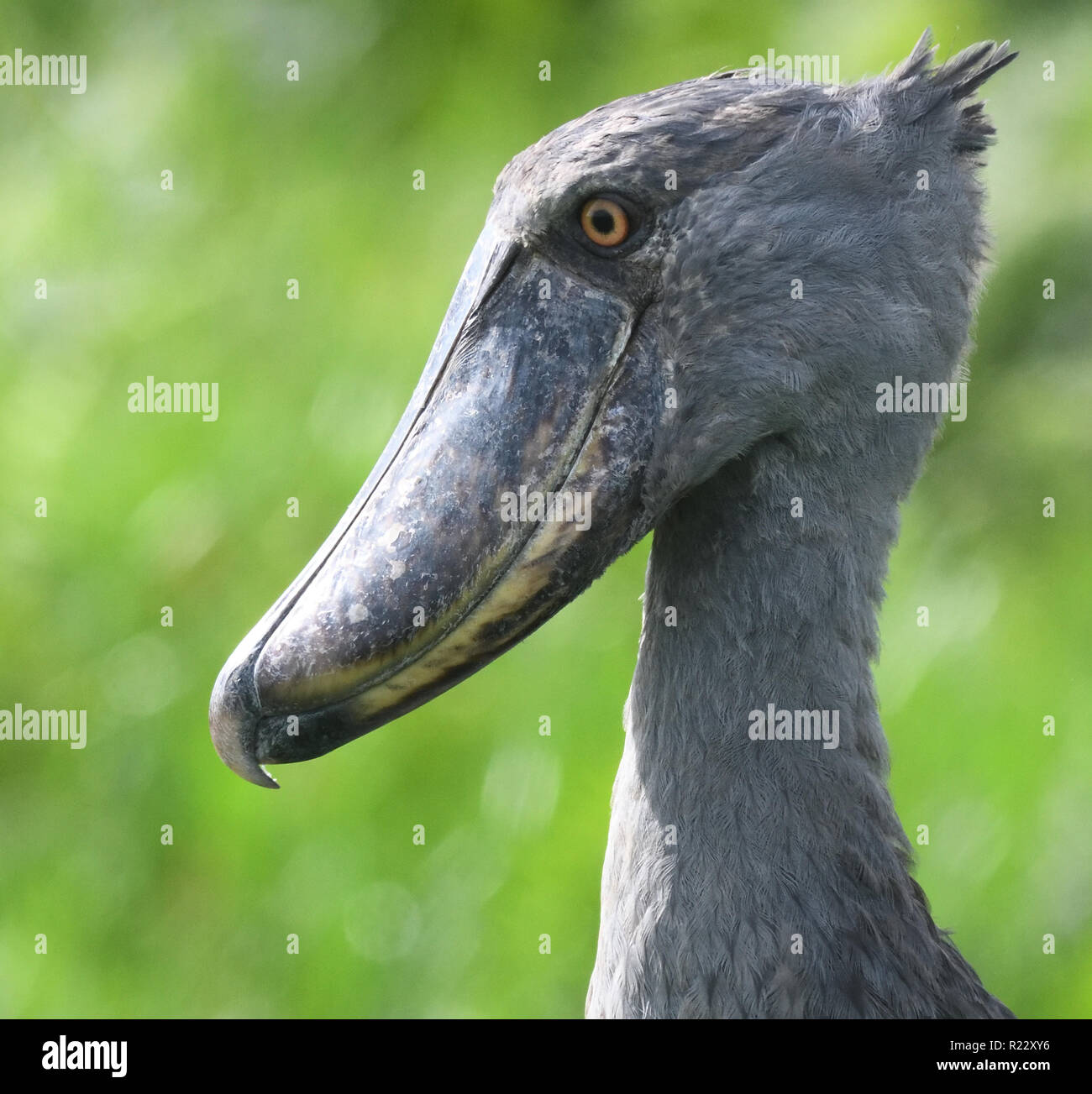 A Shoebill (Balaeniceps rex) resting among vegetation in Mabamba Swamp ...