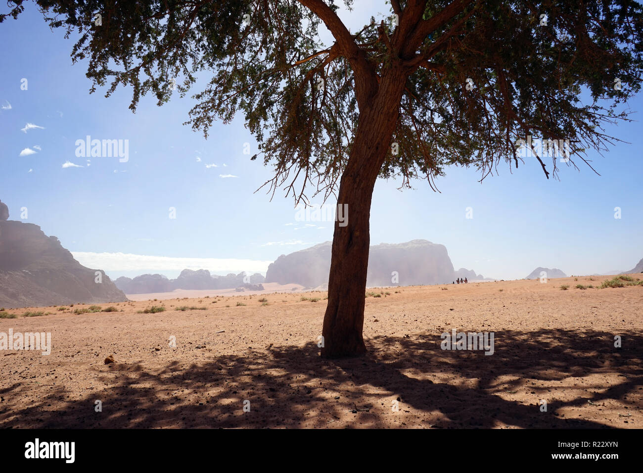 Tree in wadi rum hi-res stock photography and images - Alamy