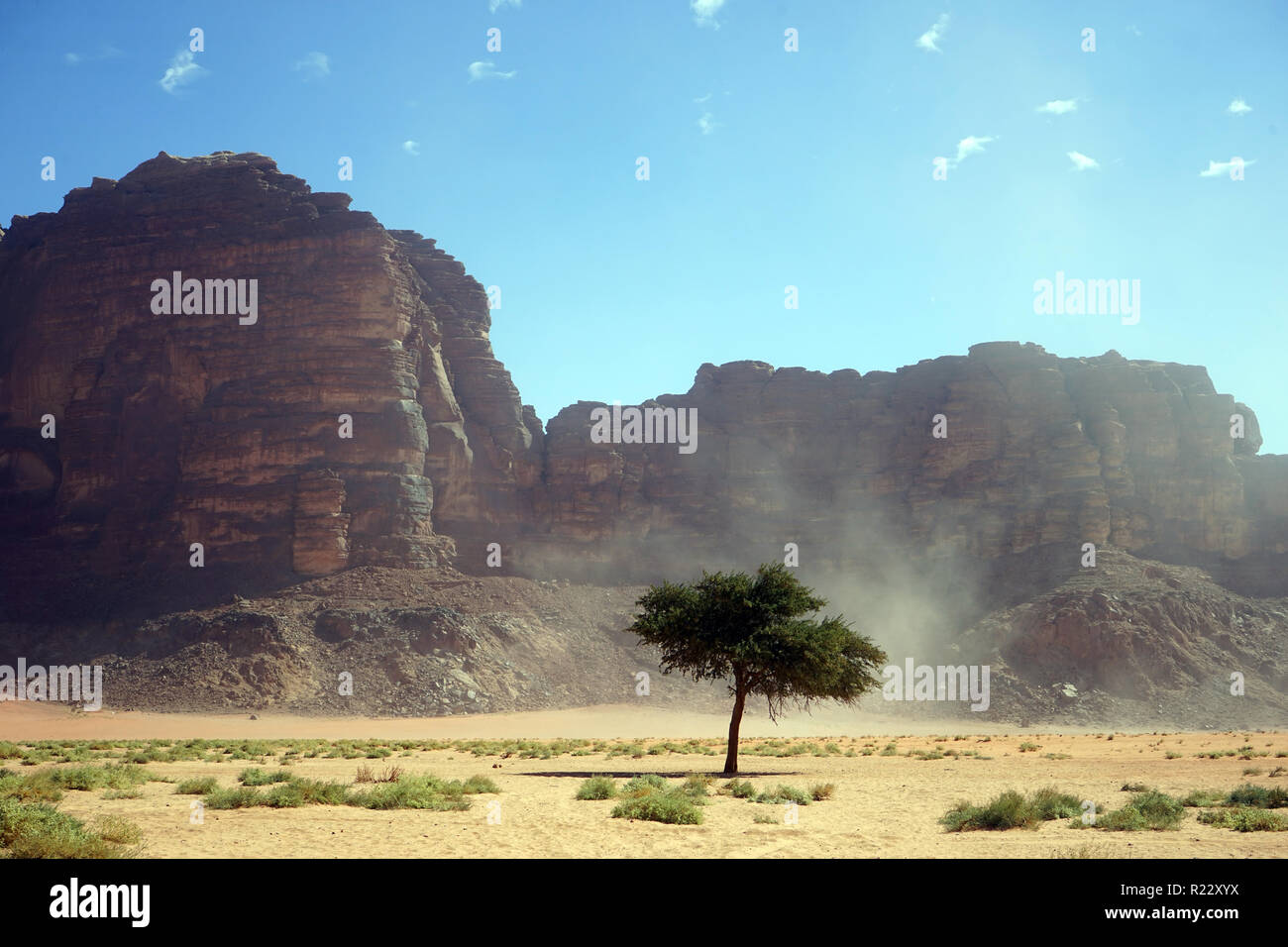 Lonely tree in Wadi Rum desert, Jordan Stock Photo - Alamy