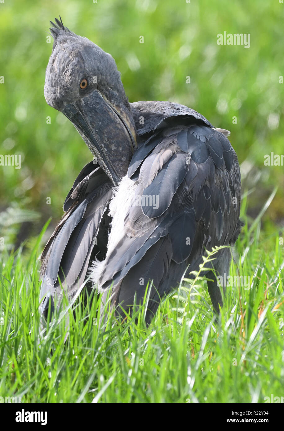 Mabamba bay hi-res stock photography and images - Alamy
