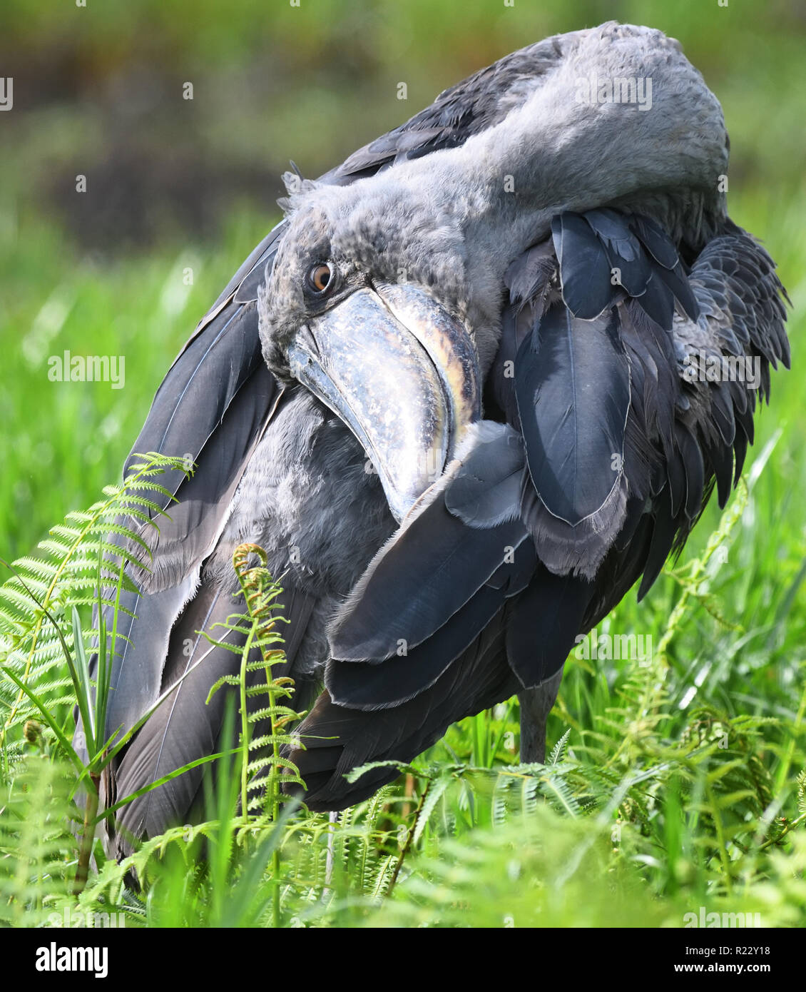 Mabamba bay wetlands hi-res stock photography and images - Alamy