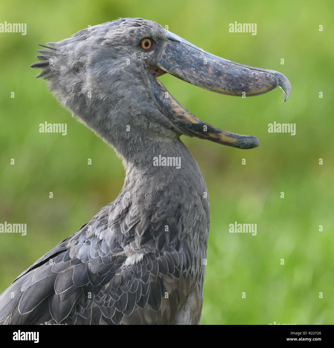 Mabamba bay hi-res stock photography and images - Alamy