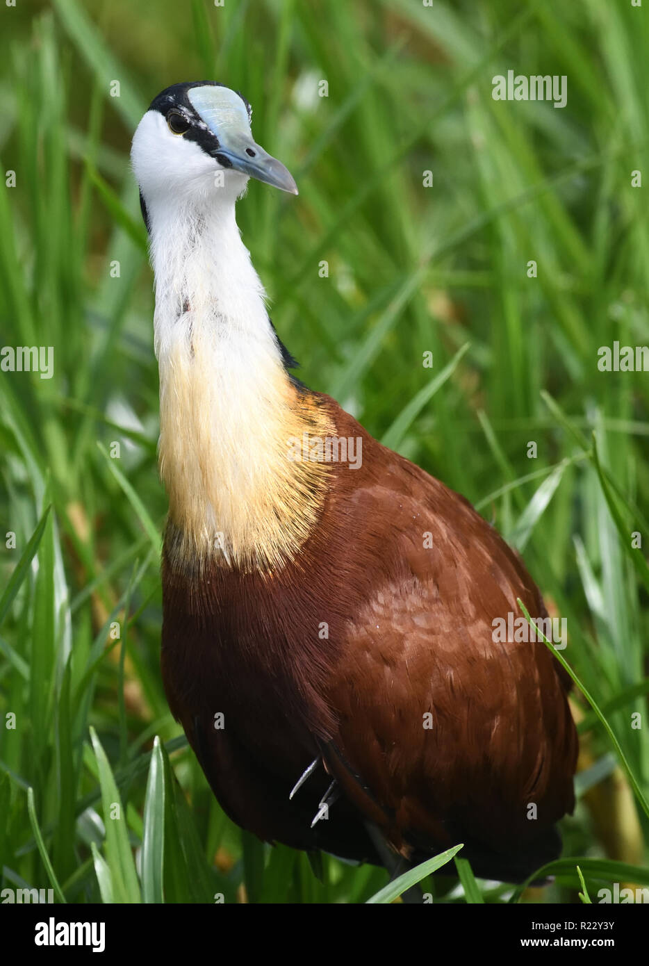 An African jacana (Actophilornis africanus) walking on floating ...